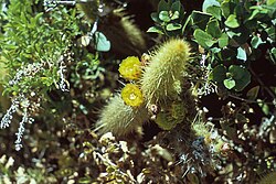 AY Honor Cacti Answer Key - Pathfinder Wiki
