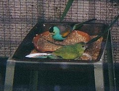 AY Honor Parrots and Cockatoos Answer Key - Pathfinder Wiki