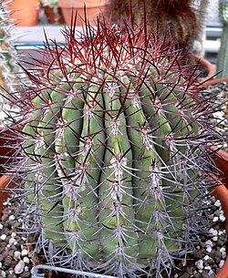 AY Honor Cacti Answer Key - Pathfinder Wiki