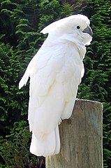 AY Honor Parrots and Cockatoos Answer Key - Pathfinder Wiki