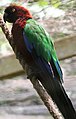 AY Honor Parrots and Cockatoos Answer Key - Pathfinder Wiki