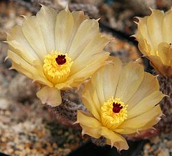 AY Honor Cacti Answer Key - Pathfinder Wiki