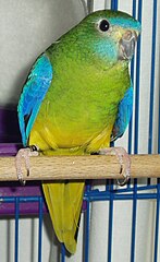 AY Honor Parrots and Cockatoos Answer Key - Pathfinder Wiki