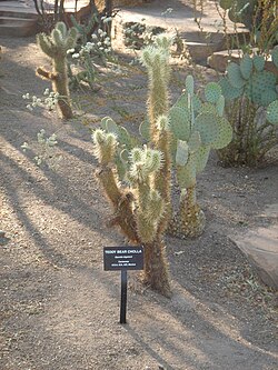 AY Honor Cacti Answer Key - Pathfinder Wiki
