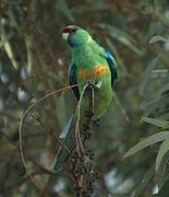 AY Honor Parrots and Cockatoos Answer Key - Pathfinder Wiki