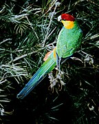 AY Honor Parrots and Cockatoos Answer Key - Pathfinder Wiki