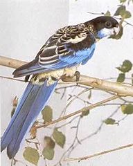 AY Honor Parrots and Cockatoos Answer Key - Pathfinder Wiki