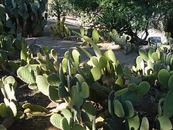 AY Honor Cacti Answer Key - Pathfinder Wiki