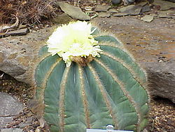 AY Honor Cacti Answer Key - Pathfinder Wiki